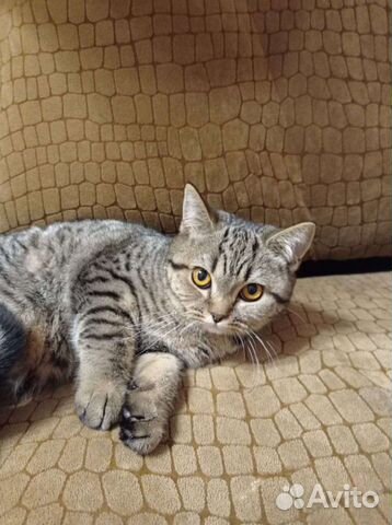 Котенок британский