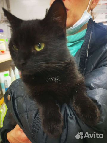 Очаровательный ласковый котик Чуча