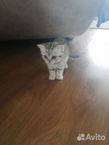 Шотландские прямоухие котята