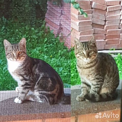 Котята-5месяцев