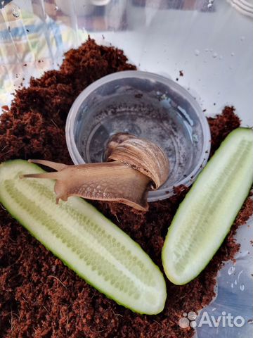 Улитка Ахатины бесплатно