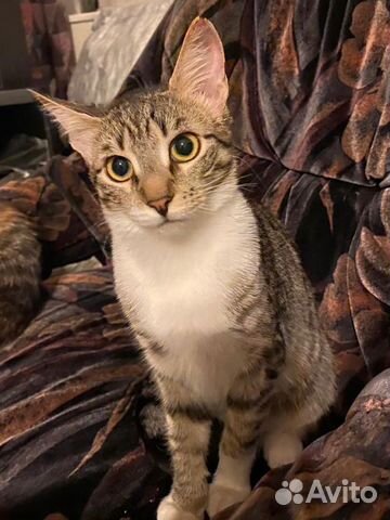 Котенок Мурочка