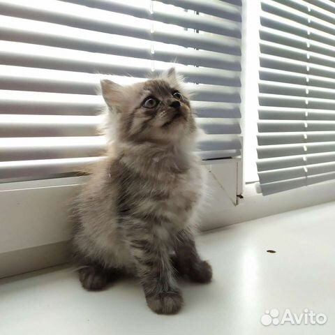 Киска-малышка