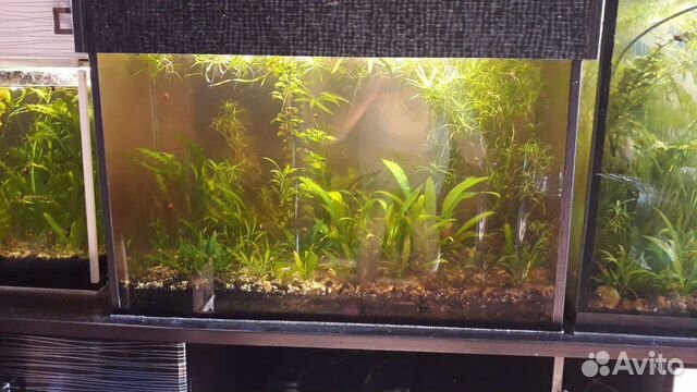 Аквариумы,растения,грунт,креветки