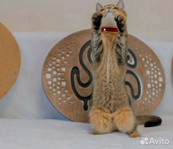 Чаузи F1 девочка