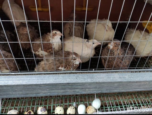 Перепела несушки