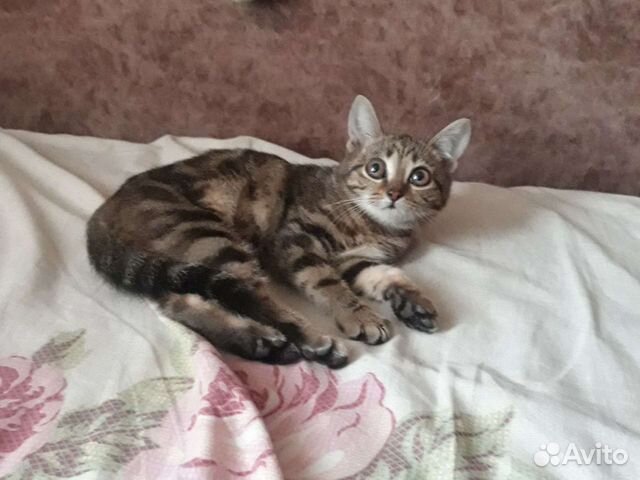 Скотиш страйт