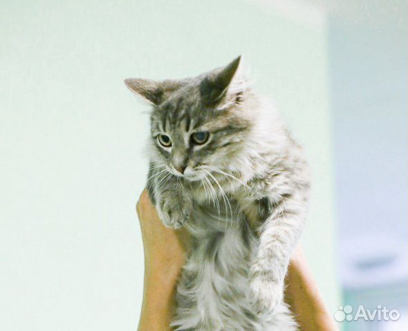 Котенок кот в дар бесплатно добрые руки