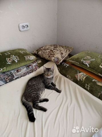 Котики бесплатно в добрые руки