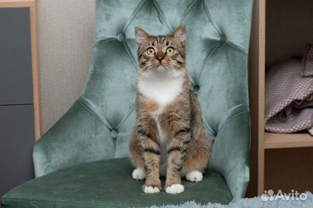 Котик Тимоша в добрые руки в дар