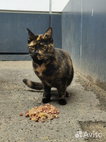 Кошка окраса Черепашка в добрые руки