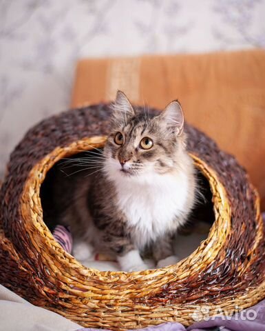 Кошка в дар