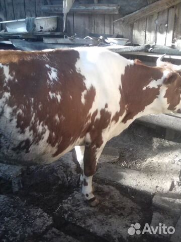 Бычки т телочки