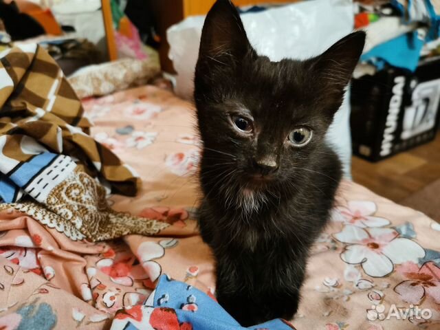 Черный котенок