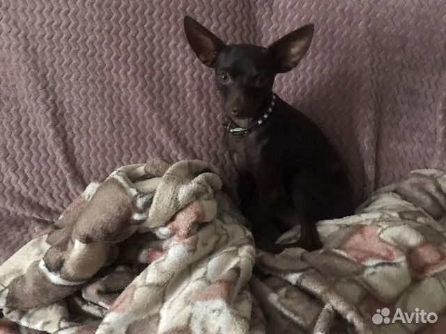 Русский той-терьер вязка