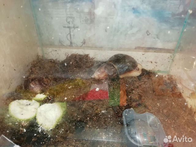 Улитка Ахатина с приданным