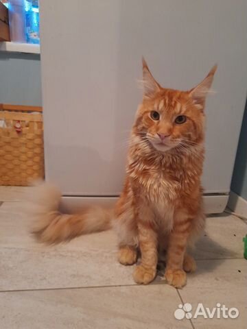 Найден мэйнкун рыжий дер. Коровино