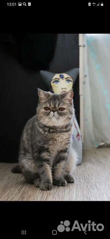 Экзотическая кошка