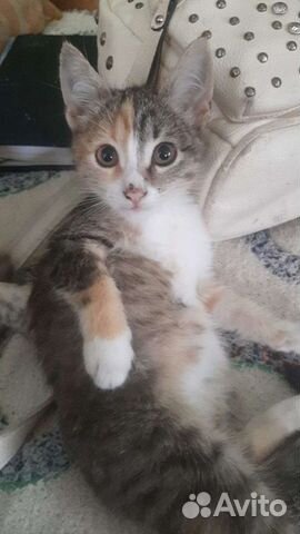 Котята 2,5 мес