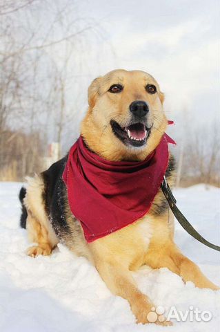 Нежная собачка Шелли ищет дом