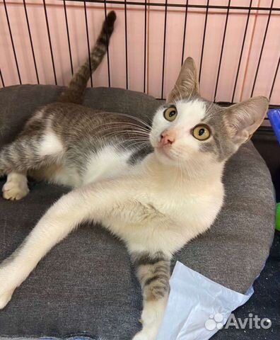 Котик полгода