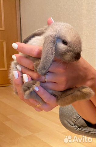 Декоративный карликовый вислаухий кролик