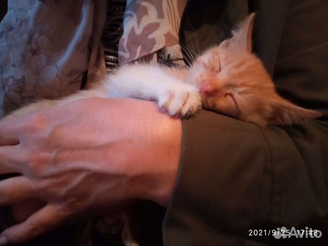 Рыжий котенок в добрые руки