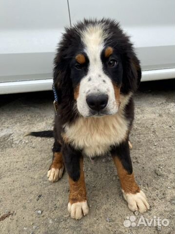 Бернский зенненхунд