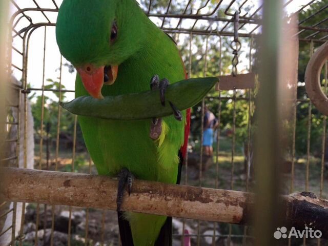Продам краснокрылого попугая