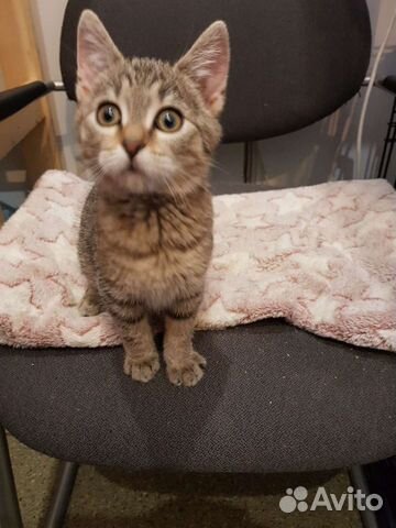 Кошечка Настенька