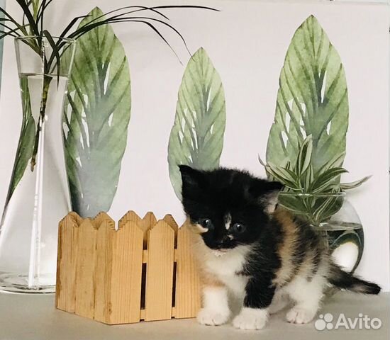 Котята бесплатно