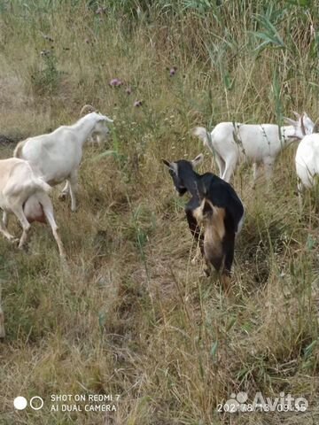 Козы дойные