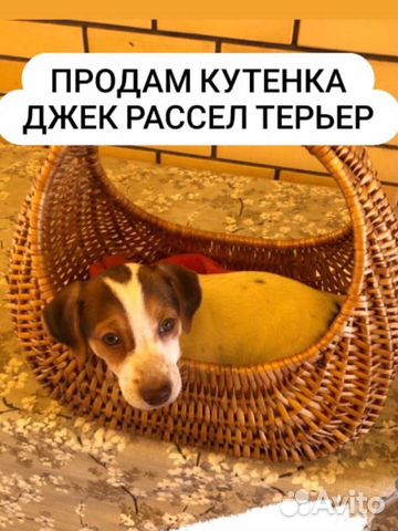 Продам Джек Рассела