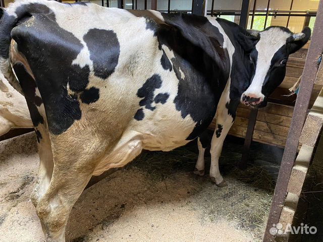 Коровы высокоудойные