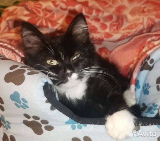 Котёнок Митяй