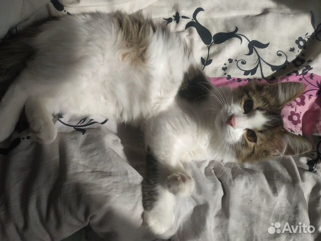 Котенок 3,5мес мальчик