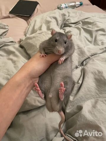 Декоративная крыса