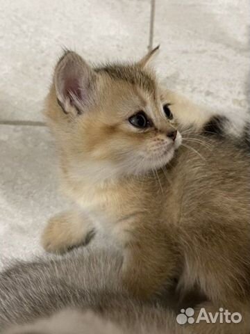 Шотладская кошечка