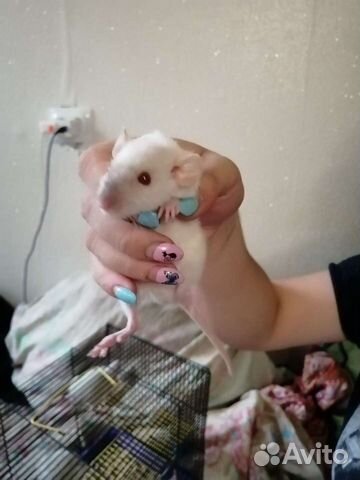 Крыса дамбо