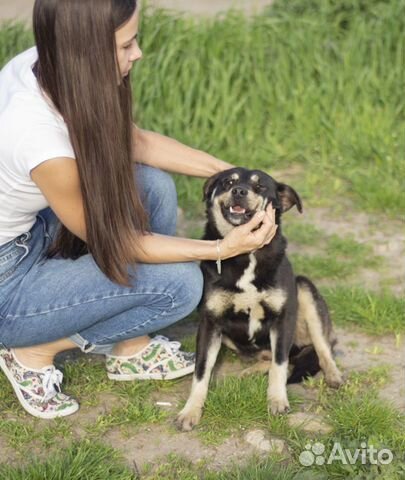 Ищет дом не большой пёсик Вилли