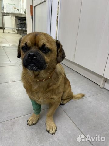 Отдам в добрые руки собачку