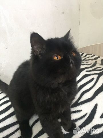 Кот перс экзотик