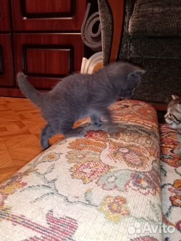 Британские котята