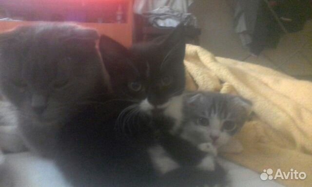 Кошки в добрые руки