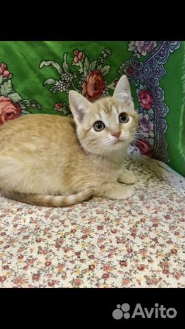 Котёнок рыжий (девочка 7 недель)