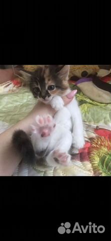 Котенок девочка 1 мес
