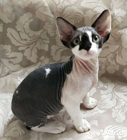 Котята девон-рекс