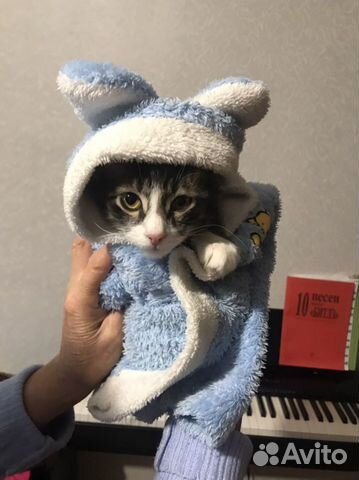 Маленький умный котик