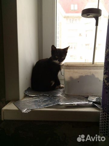 Котёнок в смокинге