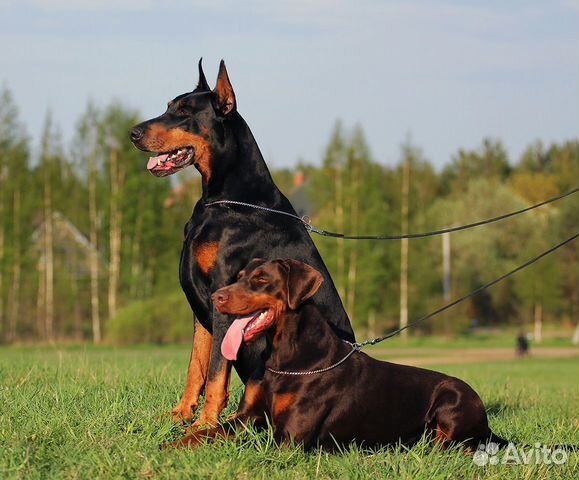 Элитные щенки добермана, 100 европейские крови